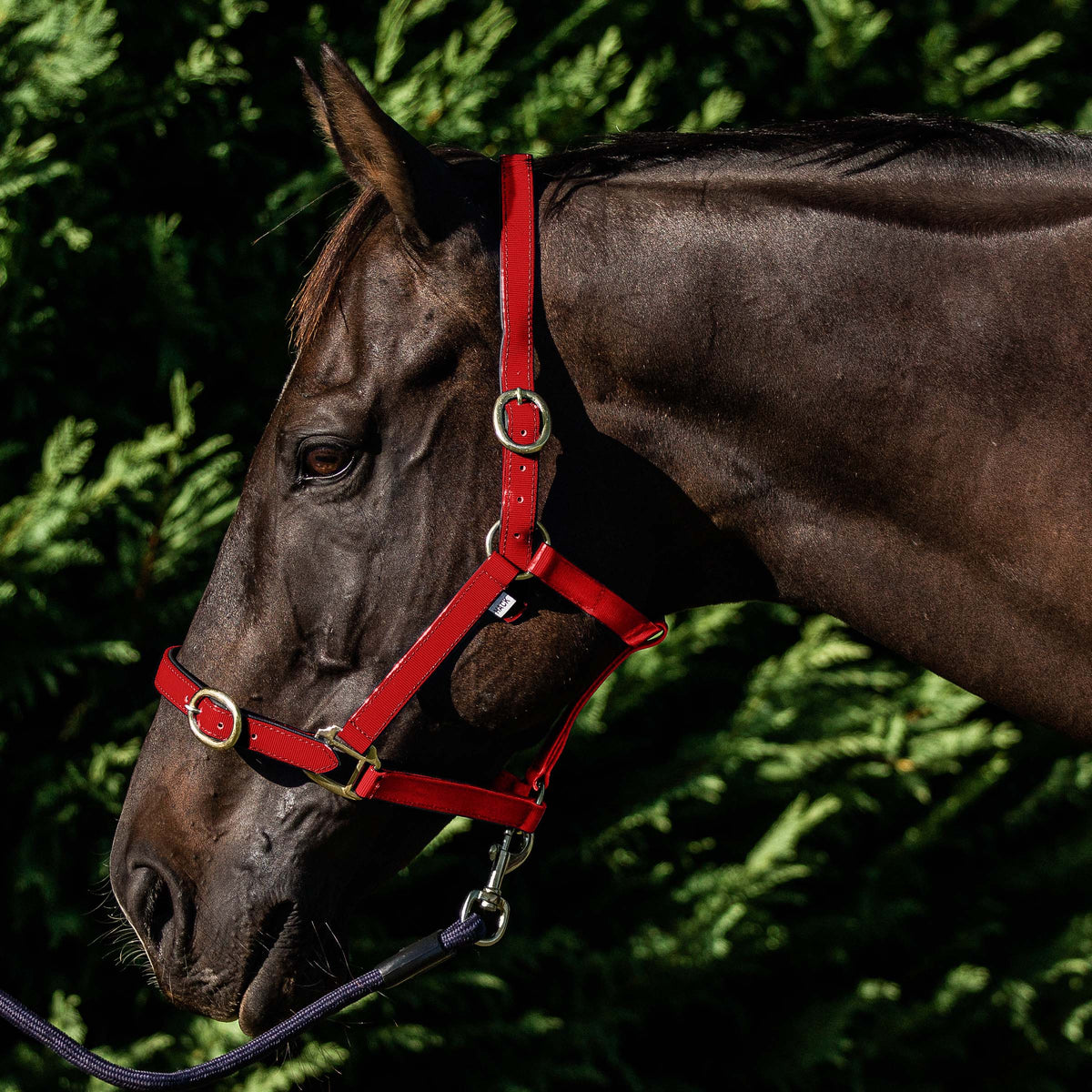 Flair PVC Harness Web Halter – Tack Up Equestrian